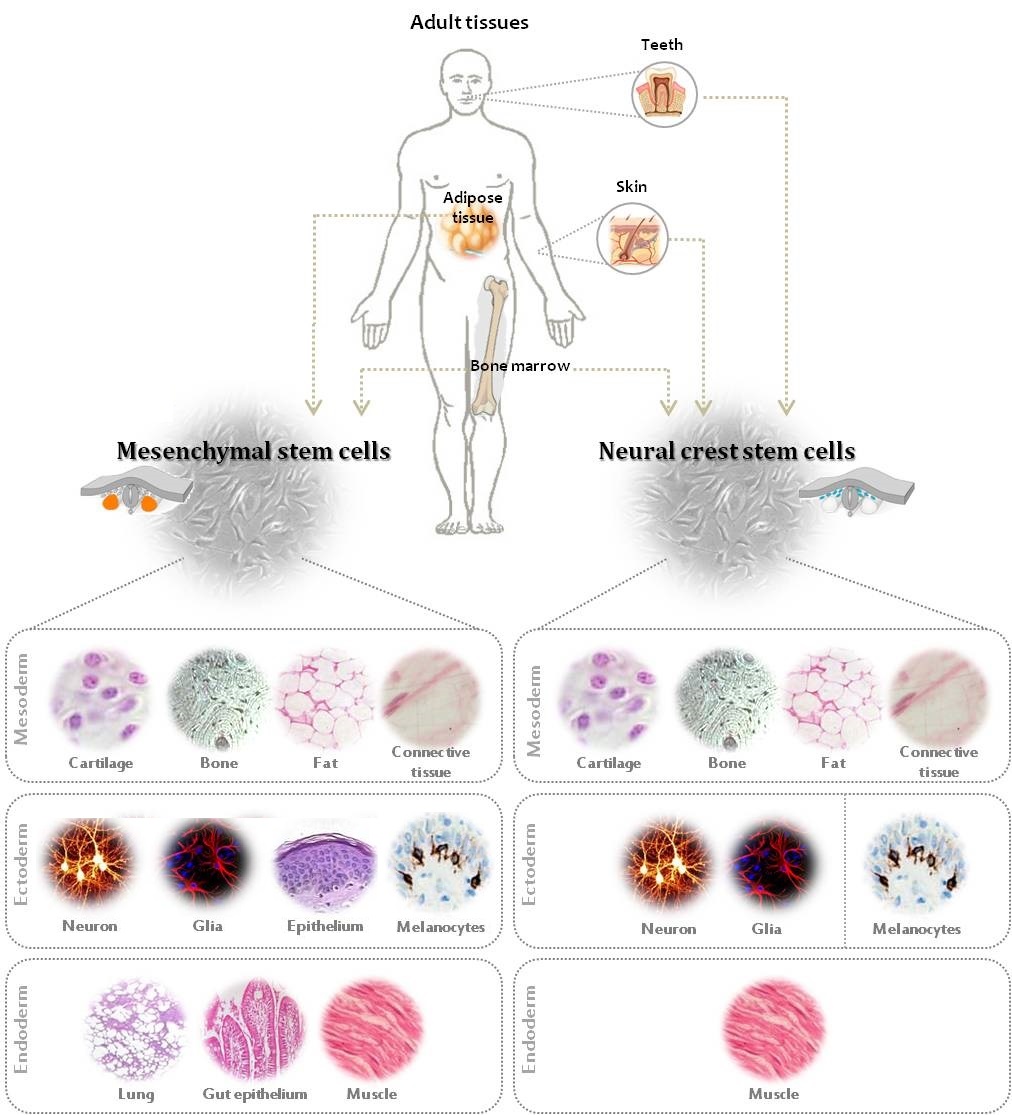 What Are Stem Cells? Stem Cells Studies and Researches - Swiss Medica