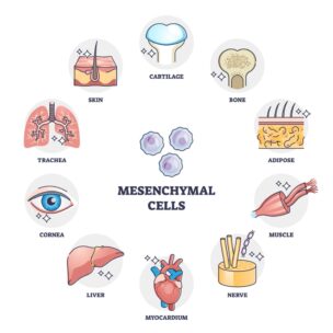 How Mesenchymal Stem Cells Work: Their Function and Therapeutic ...